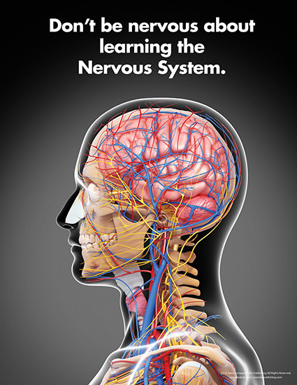Don't Be Nervous About Learning the Nervous System